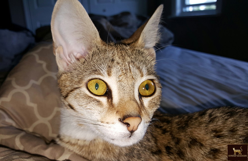 Photo Gallery - Supreme Savannahs