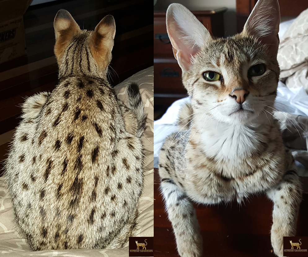 Photo Gallery - Supreme Savannahs