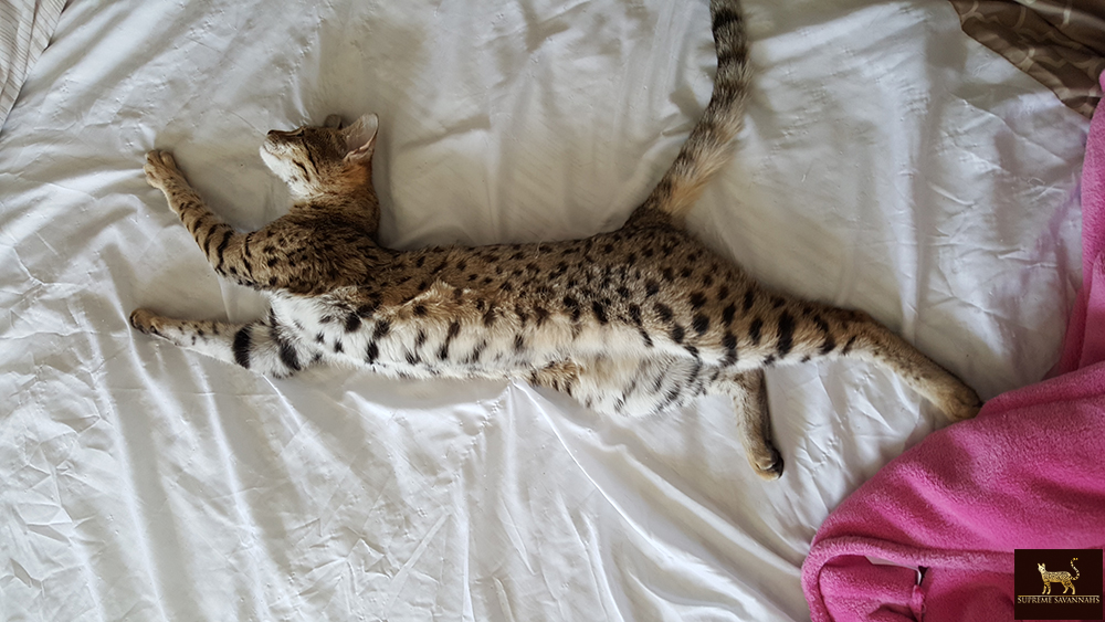 Photo Gallery - Supreme Savannahs